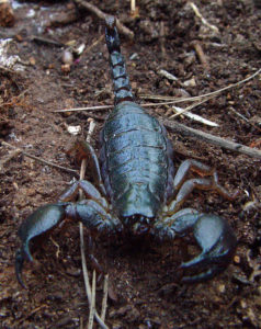 Akrep Sokması ve Yapılması Gerekenler | Sağlık - Hep Sağlık