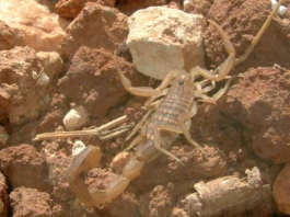 Akrep Sokması ve Yapılması Gerekenler | Sağlık - Hep Sağlık